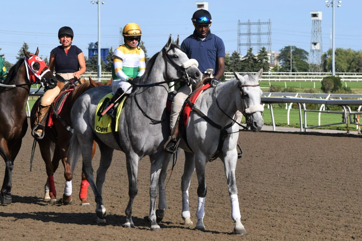 Justin Stein - Jockeys Canada