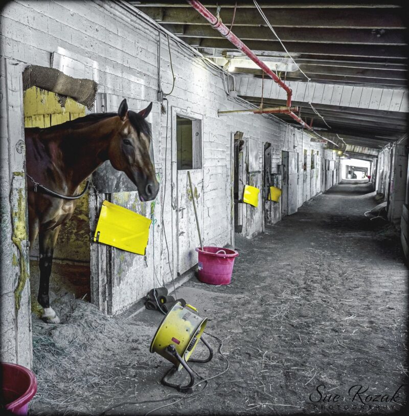 Hastings Racecourse - Jockeys Canada