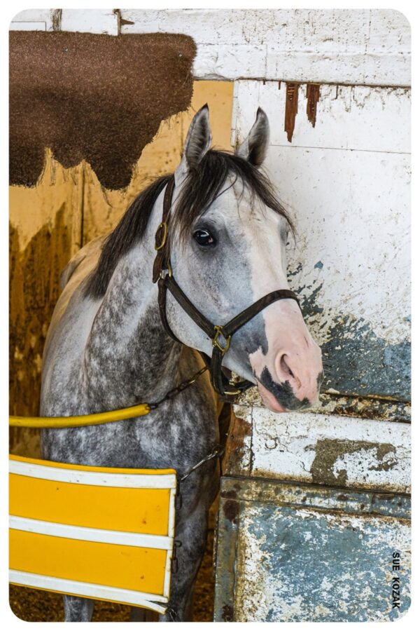 Hastings Racecourse - Jockeys Canada